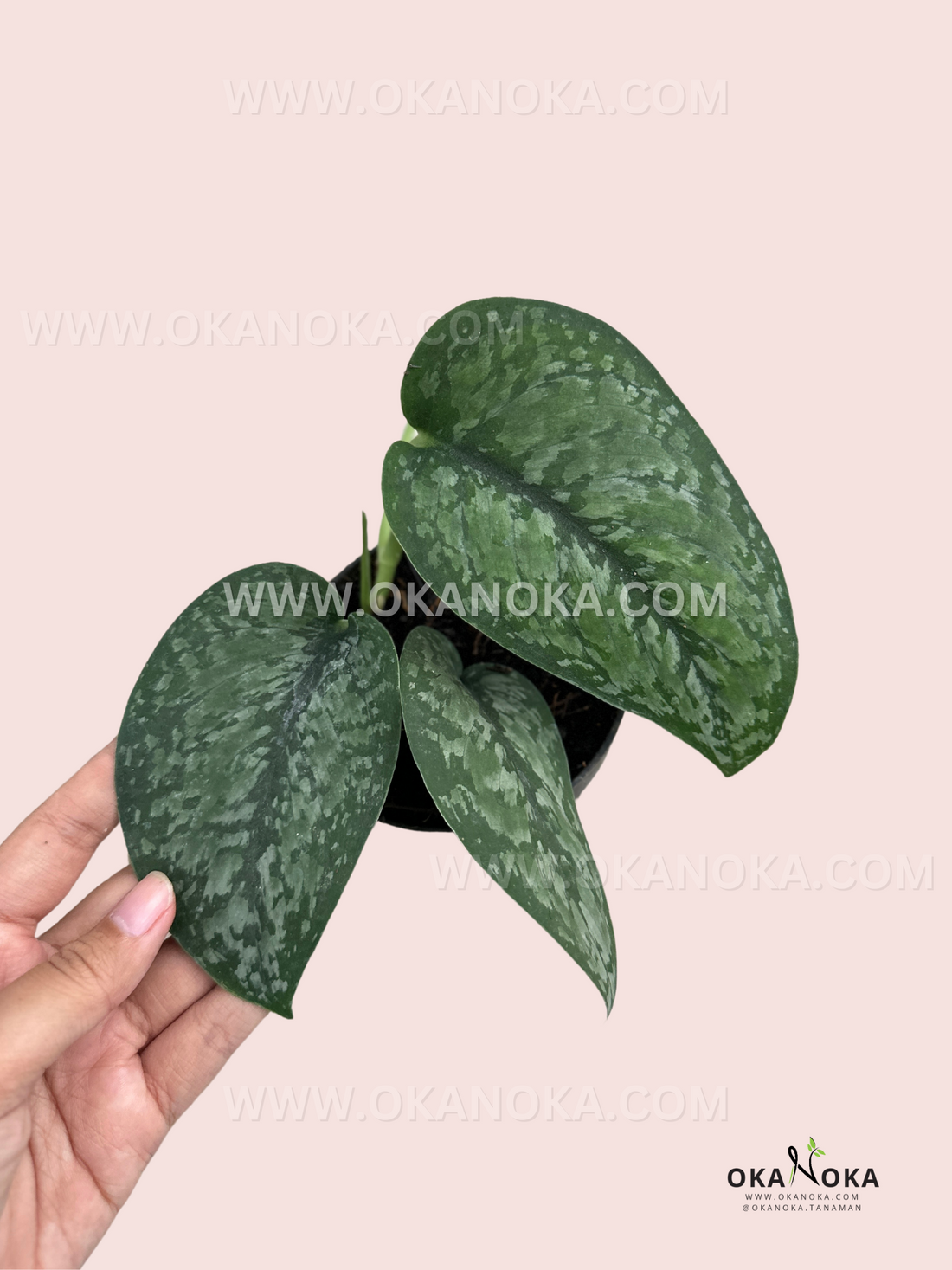 Scindapsus Silver Cloud Dark Form – Okanoka