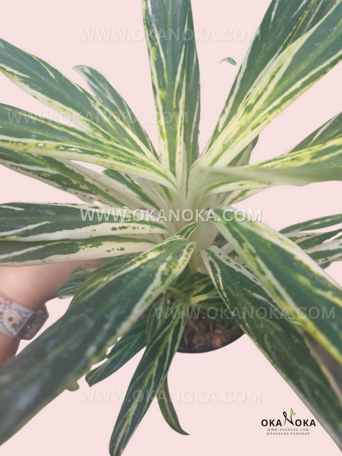 Aglaonema Bamboo – Okanoka