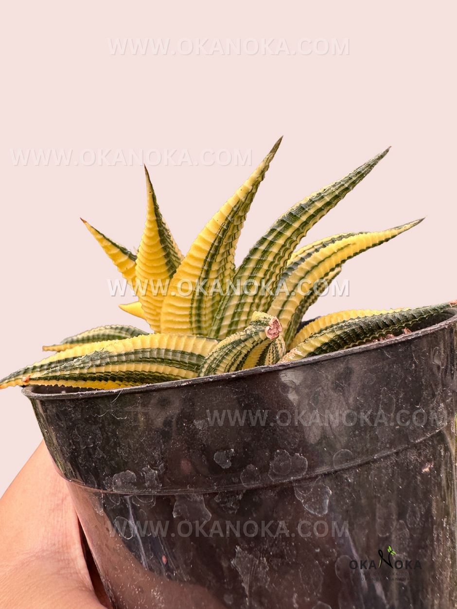 Houseplants, Tropical Plants & Local Plants – Okanoka