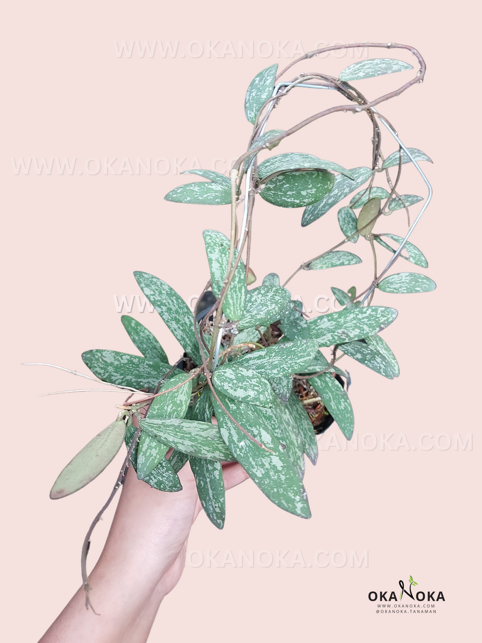 Hoya Sigillatis Silver – Okanoka