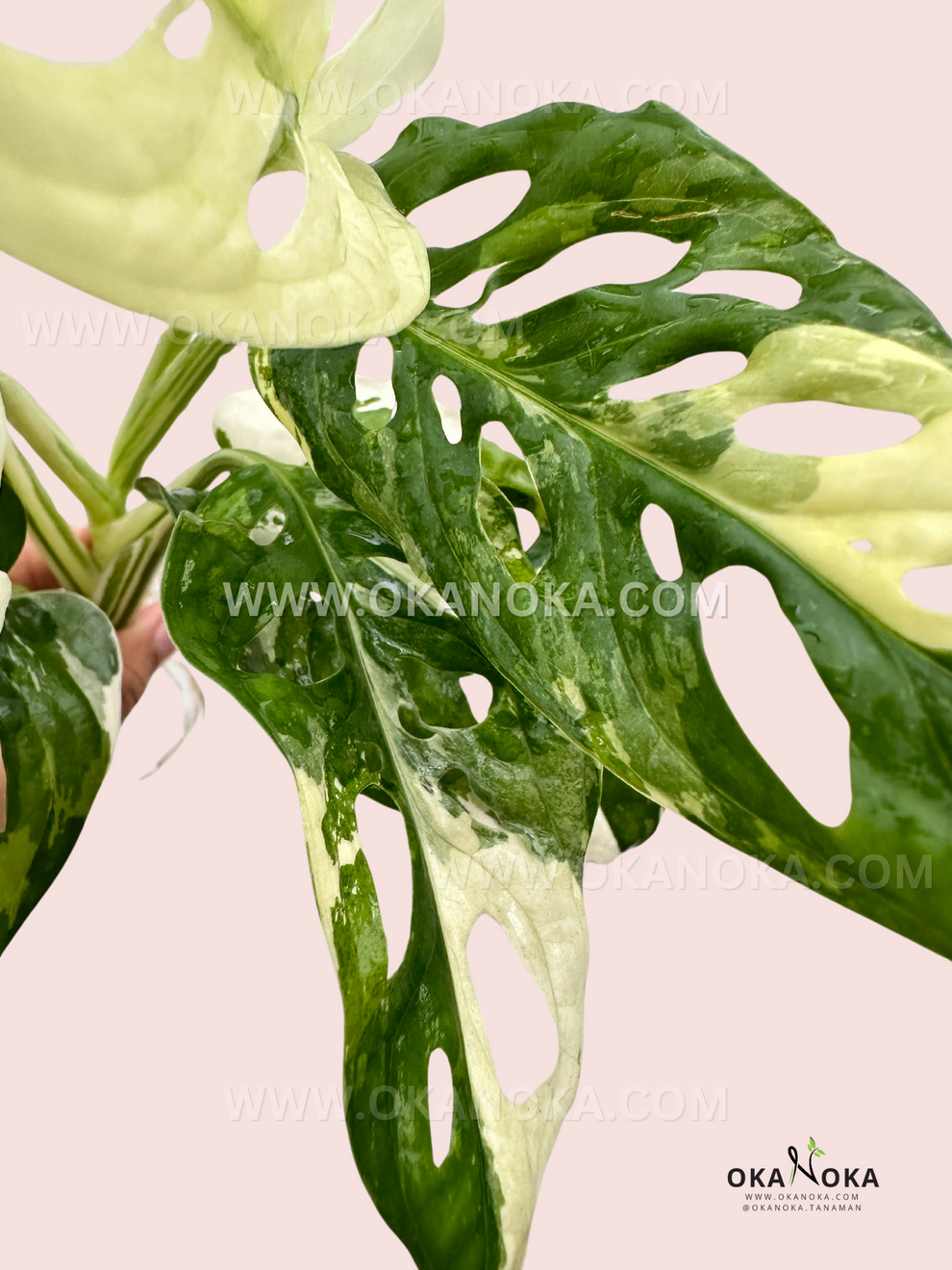 Monstera Adansonii Tricolor – Okanoka