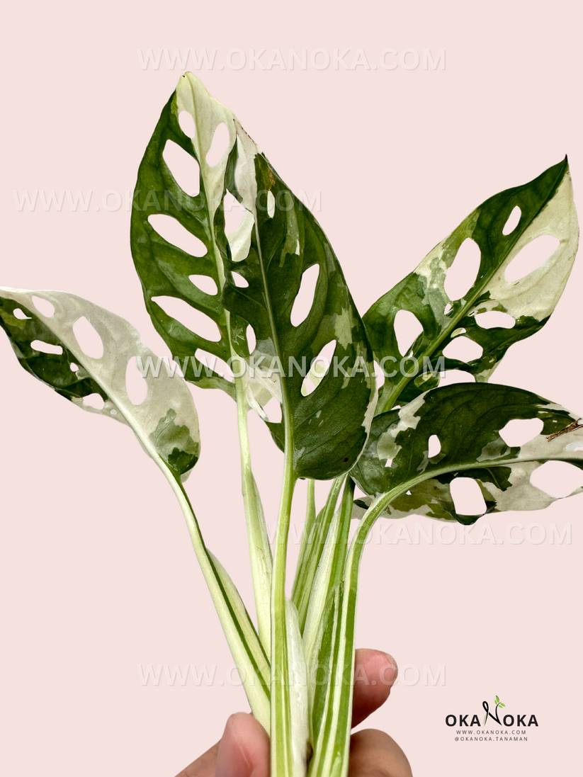Monstera Adansonii Tricolor – Okanoka