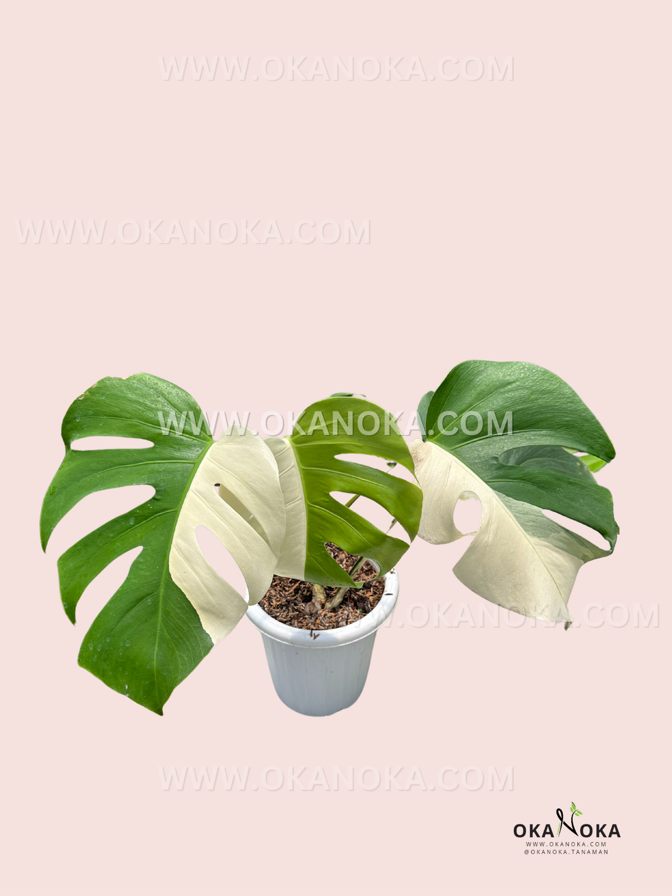 Monstera Deliciosa Halfmoon Variegated Fenestrated – Okanoka