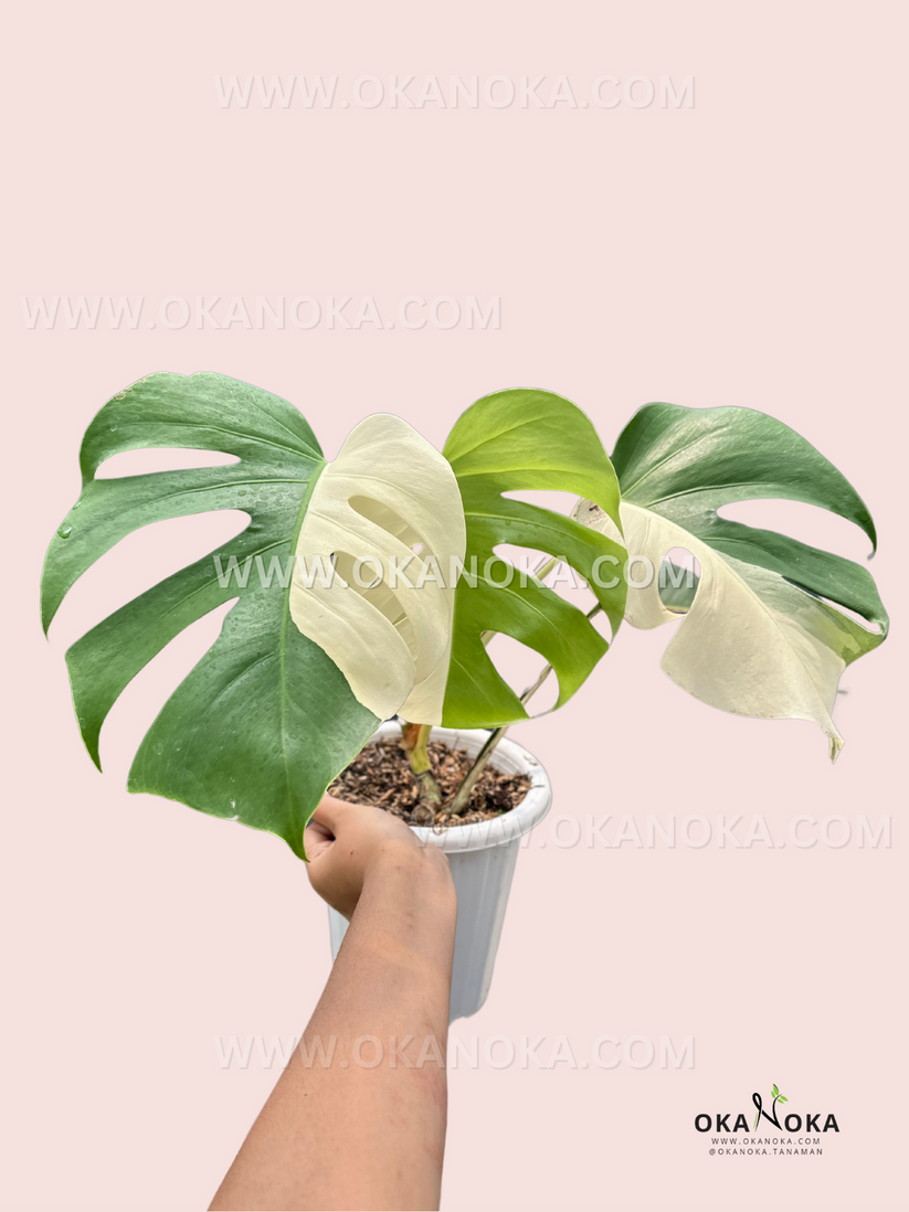 Monstera Deliciosa Halfmoon Variegated Fenestrated – Okanoka