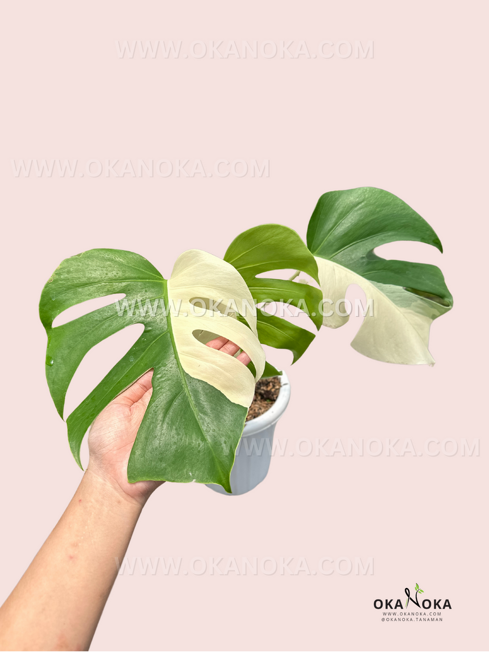 Monstera Deliciosa Halfmoon Variegated Fenestrated – Okanoka
