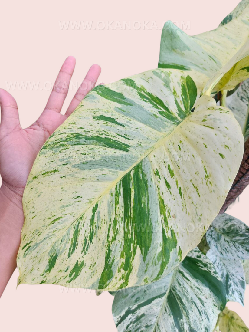 RARE Epipremnum Marble Queen Pothos Large Leaves – Okanoka
