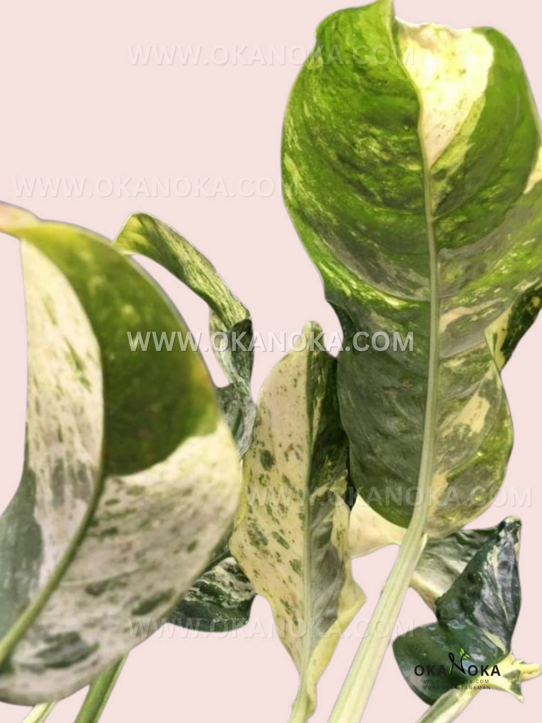 Rhaphidophora Puberula Variegated – Okanoka