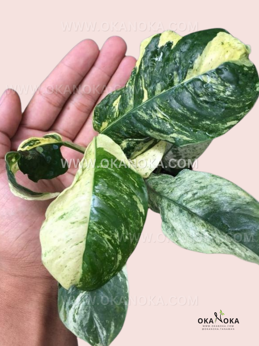 Rhaphidophora Puberula Variegated – Okanoka