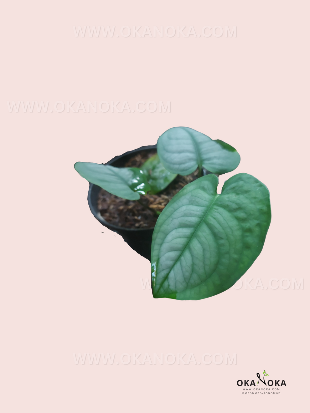 Scindapsus Lucens – Okanoka