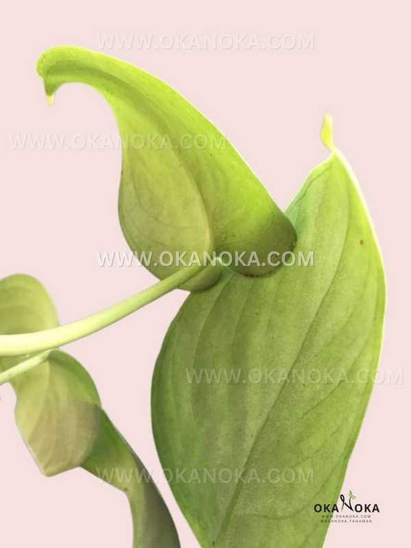 Scindapsus Silver Platinum – Okanoka