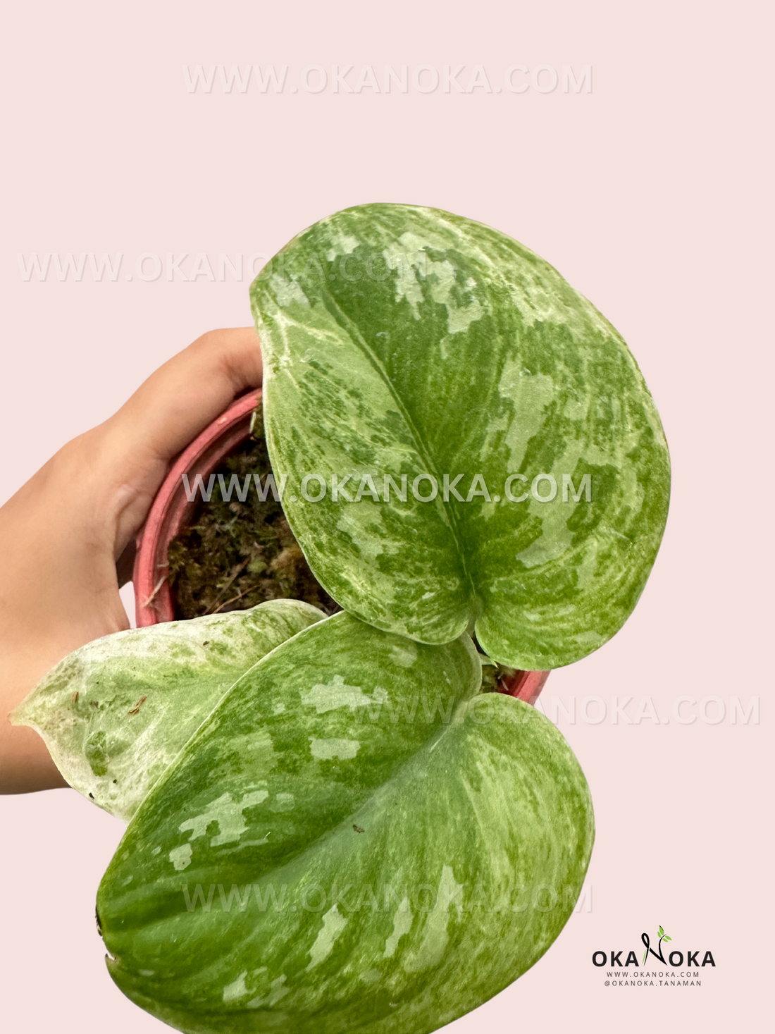 Scindapsus Baticon – Okanoka