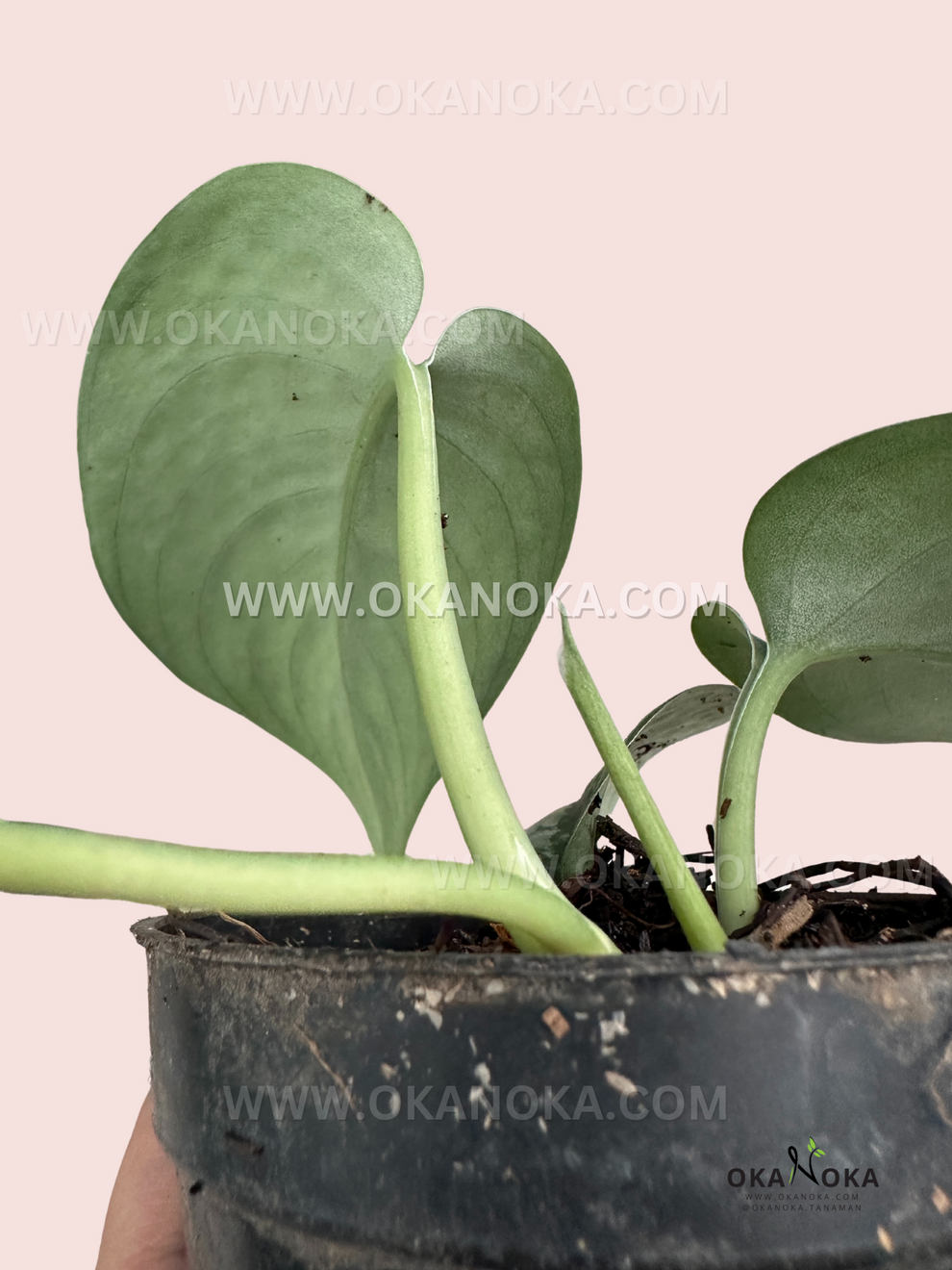 Scindapsus Silver Cloud Dark Form – Okanoka