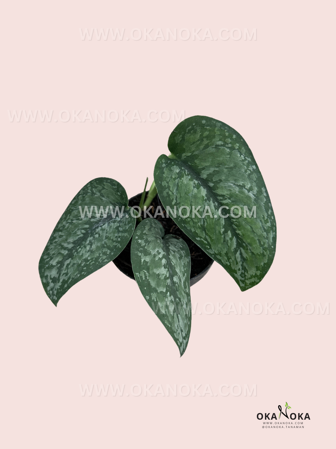 Scindapsus Silver Cloud Dark Form – Okanoka
