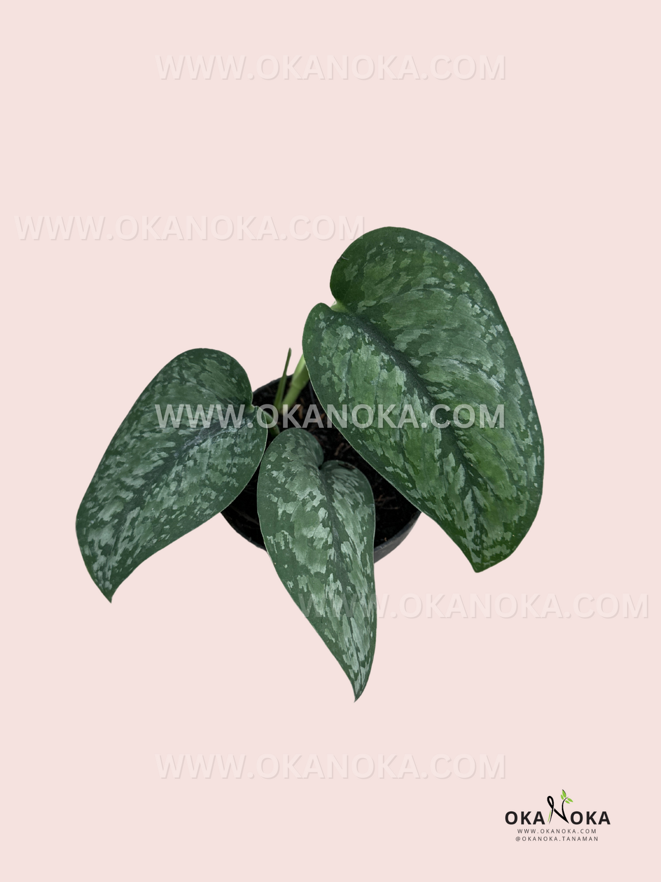Scindapsus Silver Cloud Dark Form – Okanoka