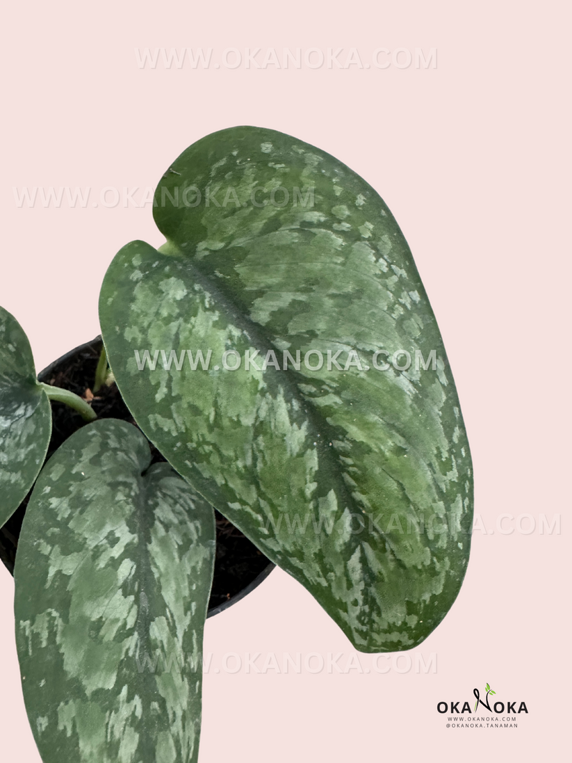 Scindapsus Silver Cloud Dark Form – Okanoka