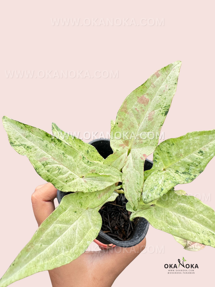 Syngonium Milk Confetti Tricolor – Okanoka