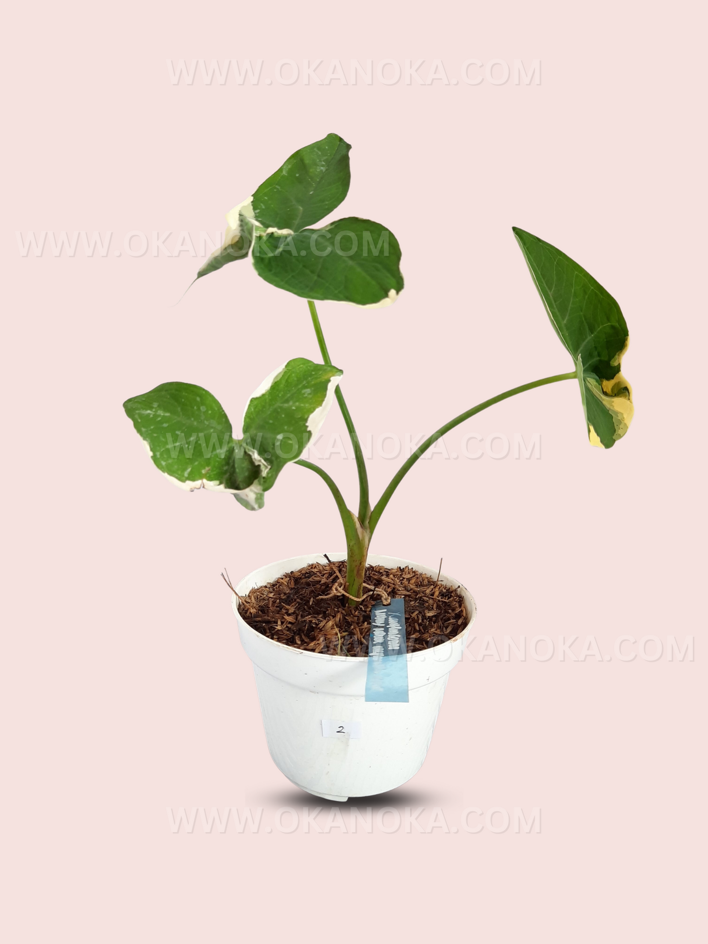 Alocasia Mickey Mouse Xanthosoma Albo Marignata – Okanoka