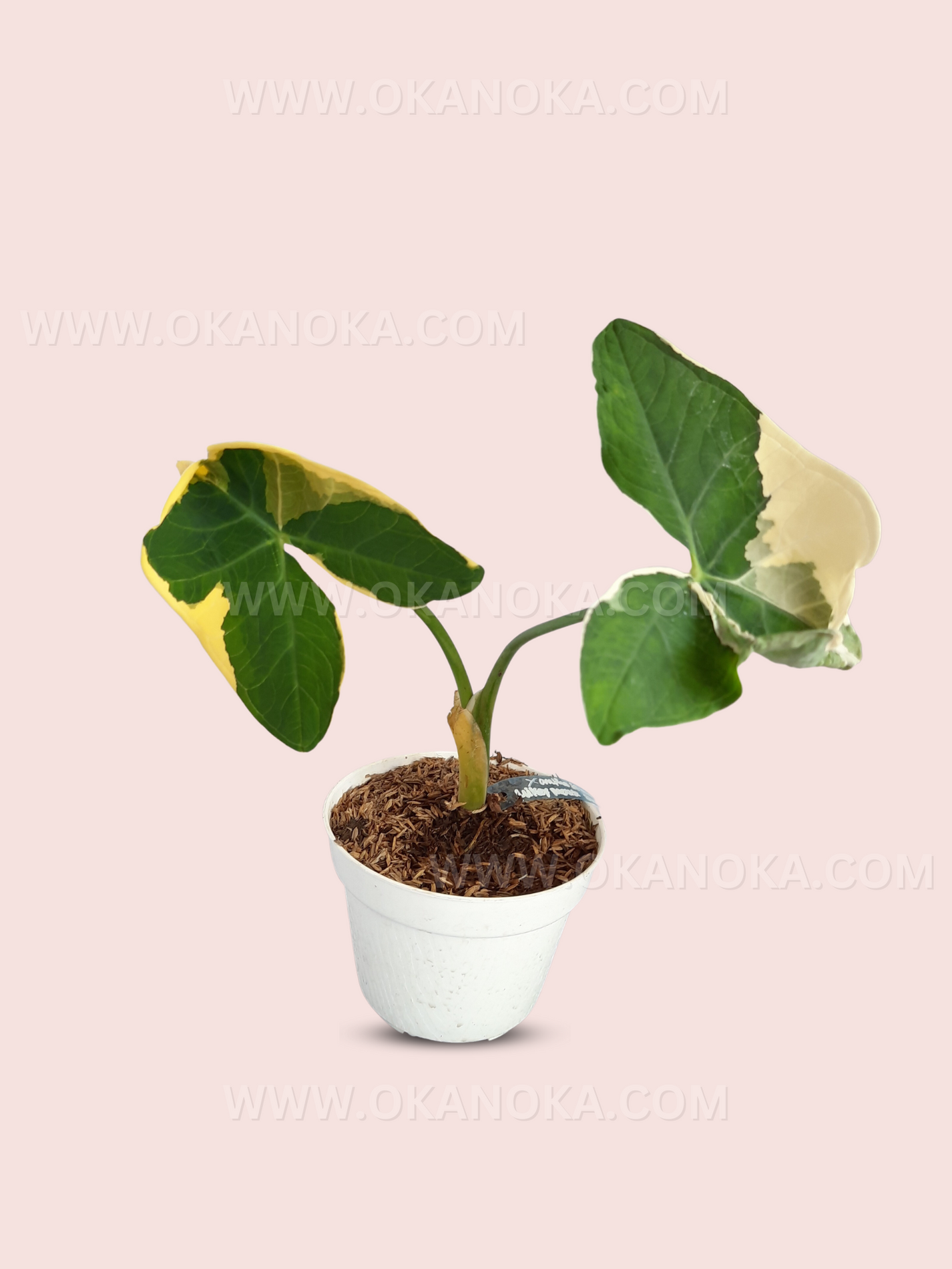 Alocasia Mickey Mouse Xanthosoma Albo Marignata – Okanoka