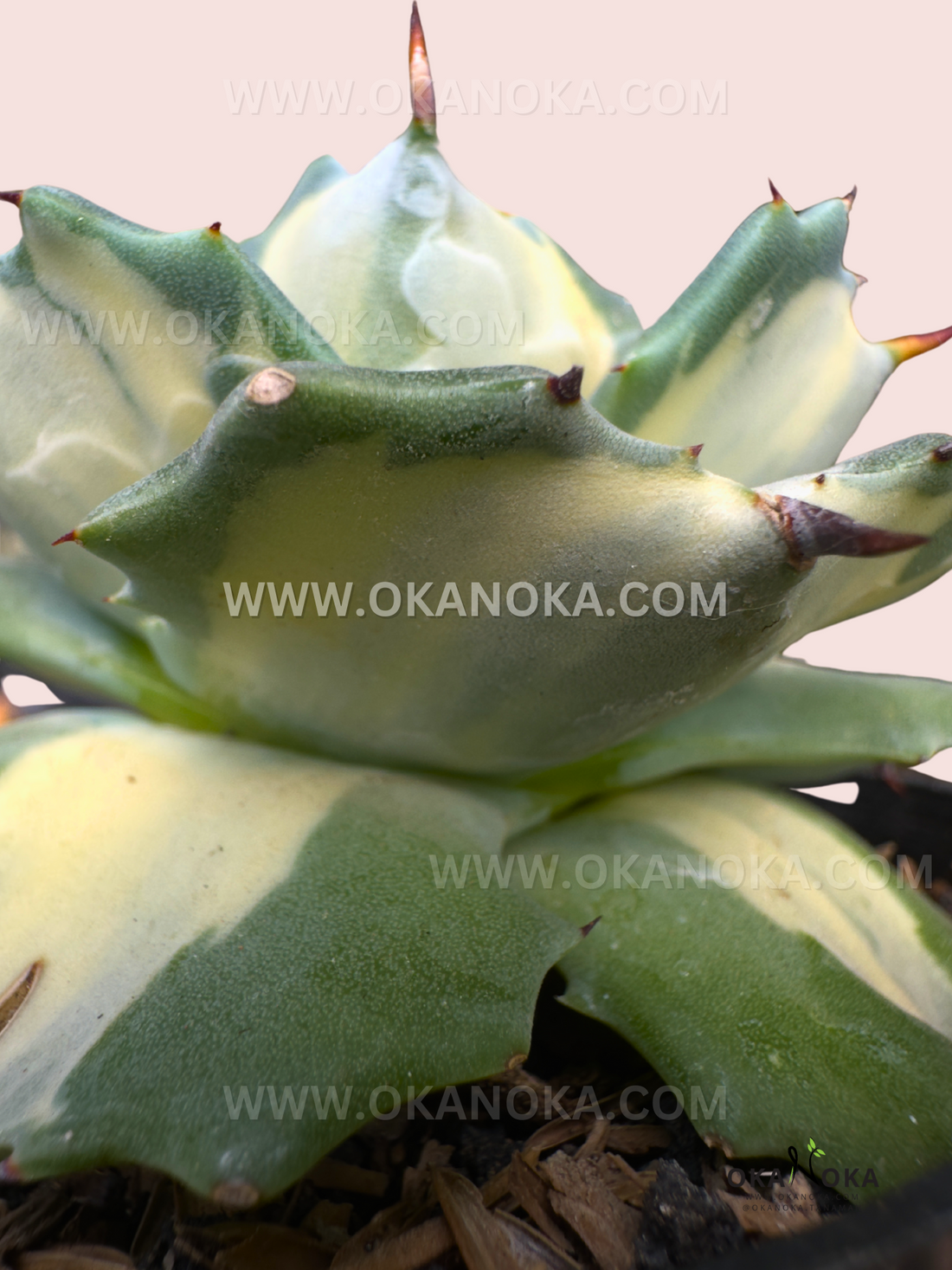 Agave Isthmensis Shoji Raijin Variegated Dwarf Century Plant – Okanoka