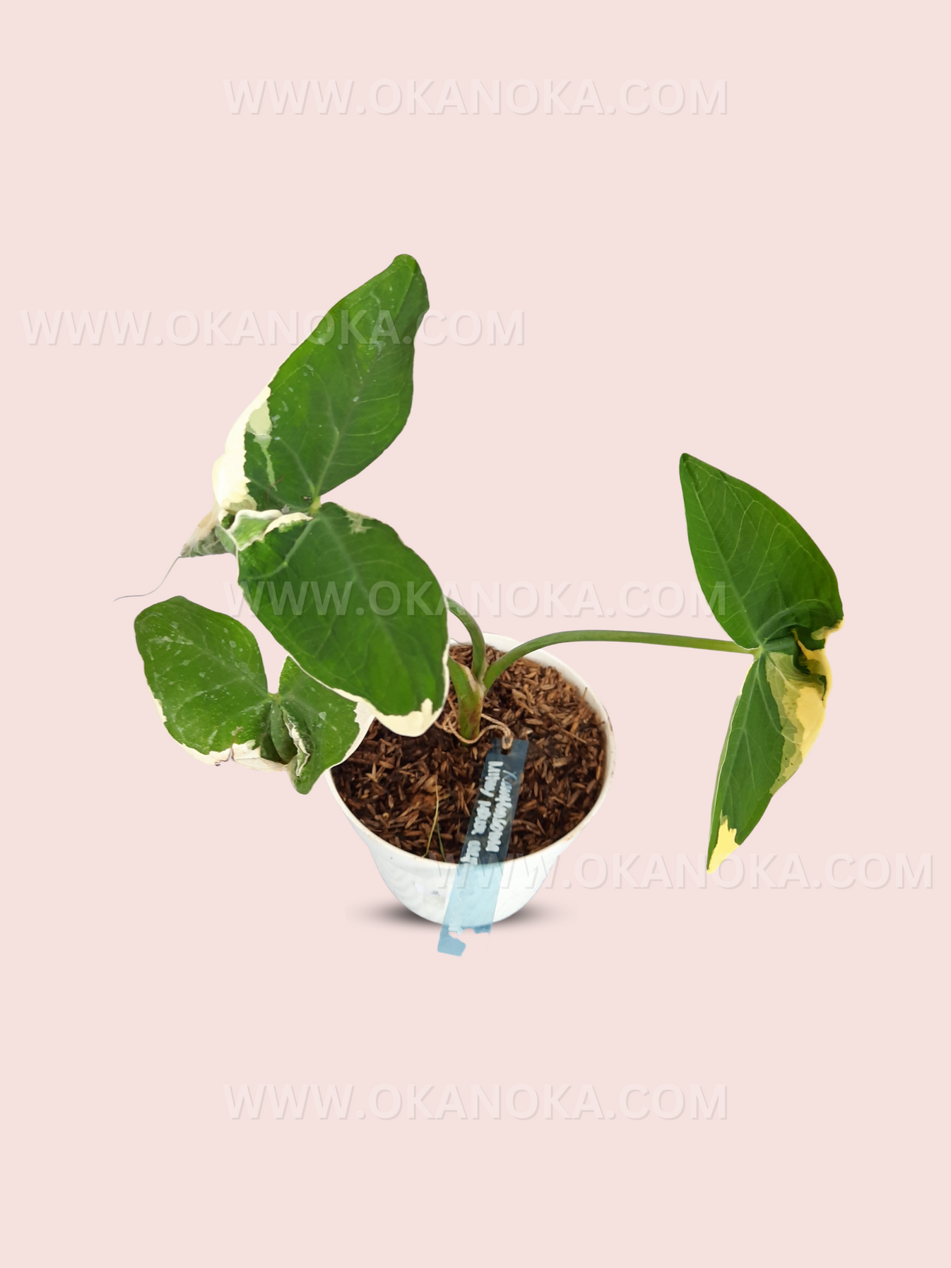 Alocasia Mickey Mouse Xanthosoma Albo Marignata – Okanoka
