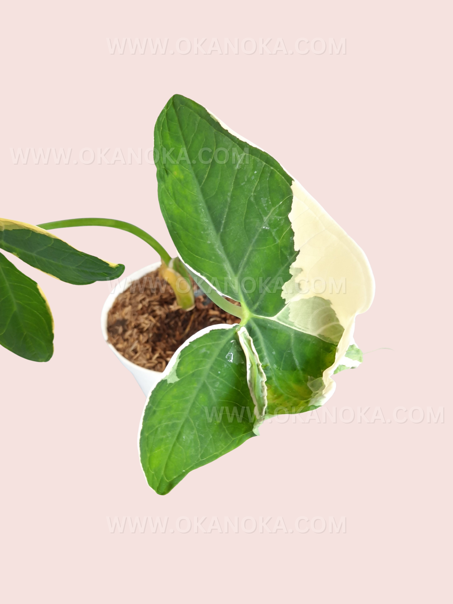 Alocasia Mickey Mouse Xanthosoma Albo Marignata – Okanoka
