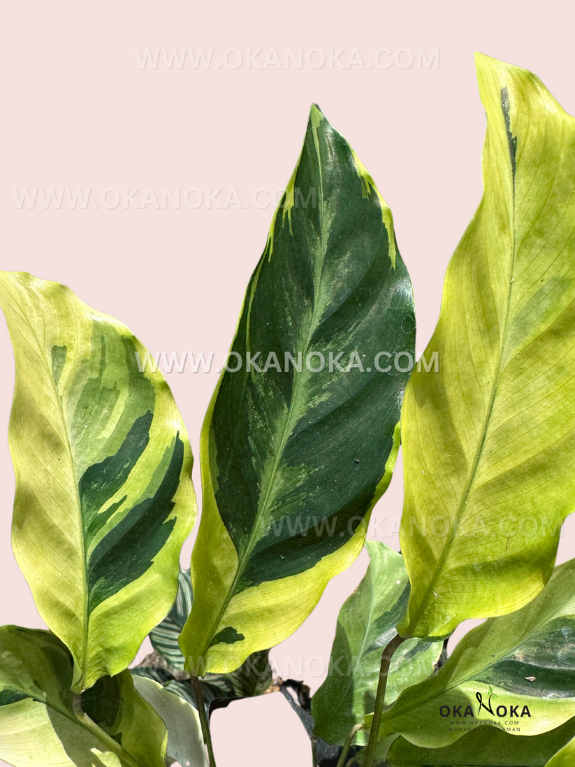 Calathea Yellow Fusion – Okanoka