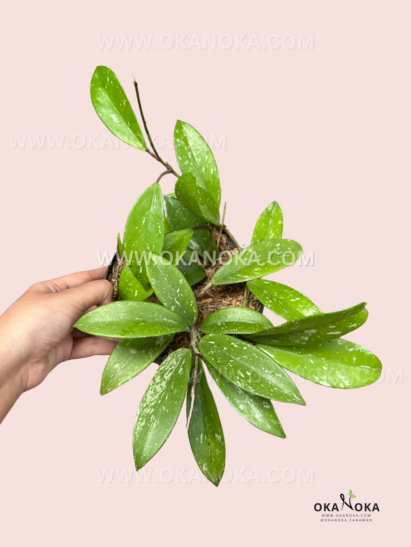 Hoya Pubicalyx Splash – Okanoka