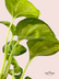 Manjula Pothos Mint – Okanoka