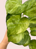 Manjula Pothos Mint – Okanoka