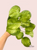 Manjula Pothos Mint – Okanoka