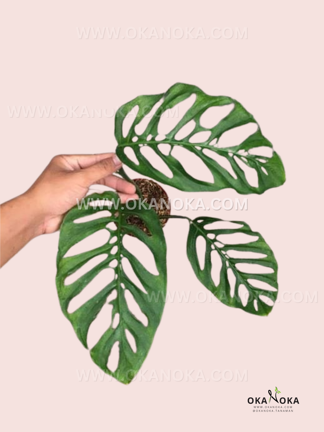 Houseplants, Tropical Plants & Local Plants – Okanoka