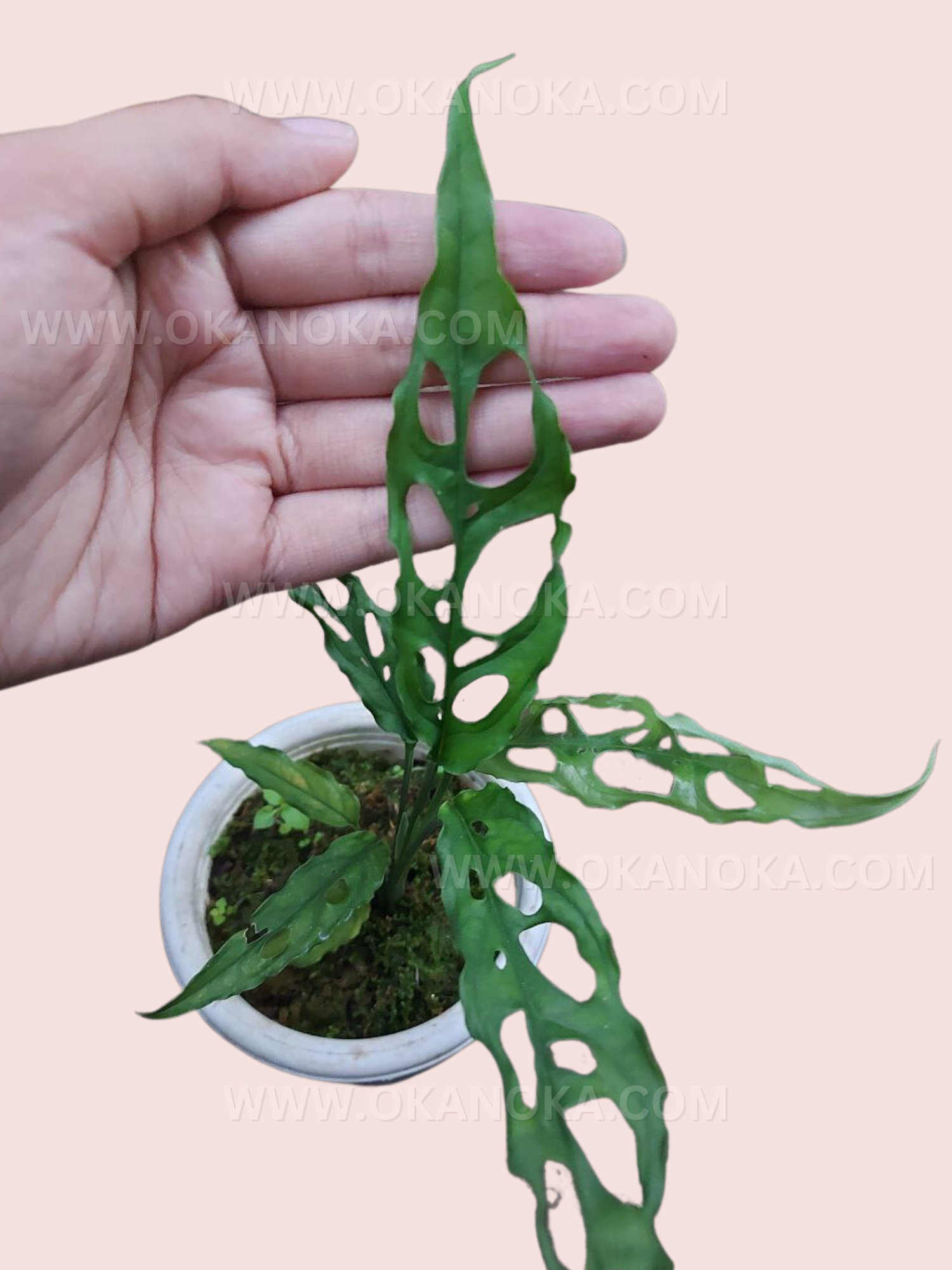 Monstera Obliqua Peru – Okanoka