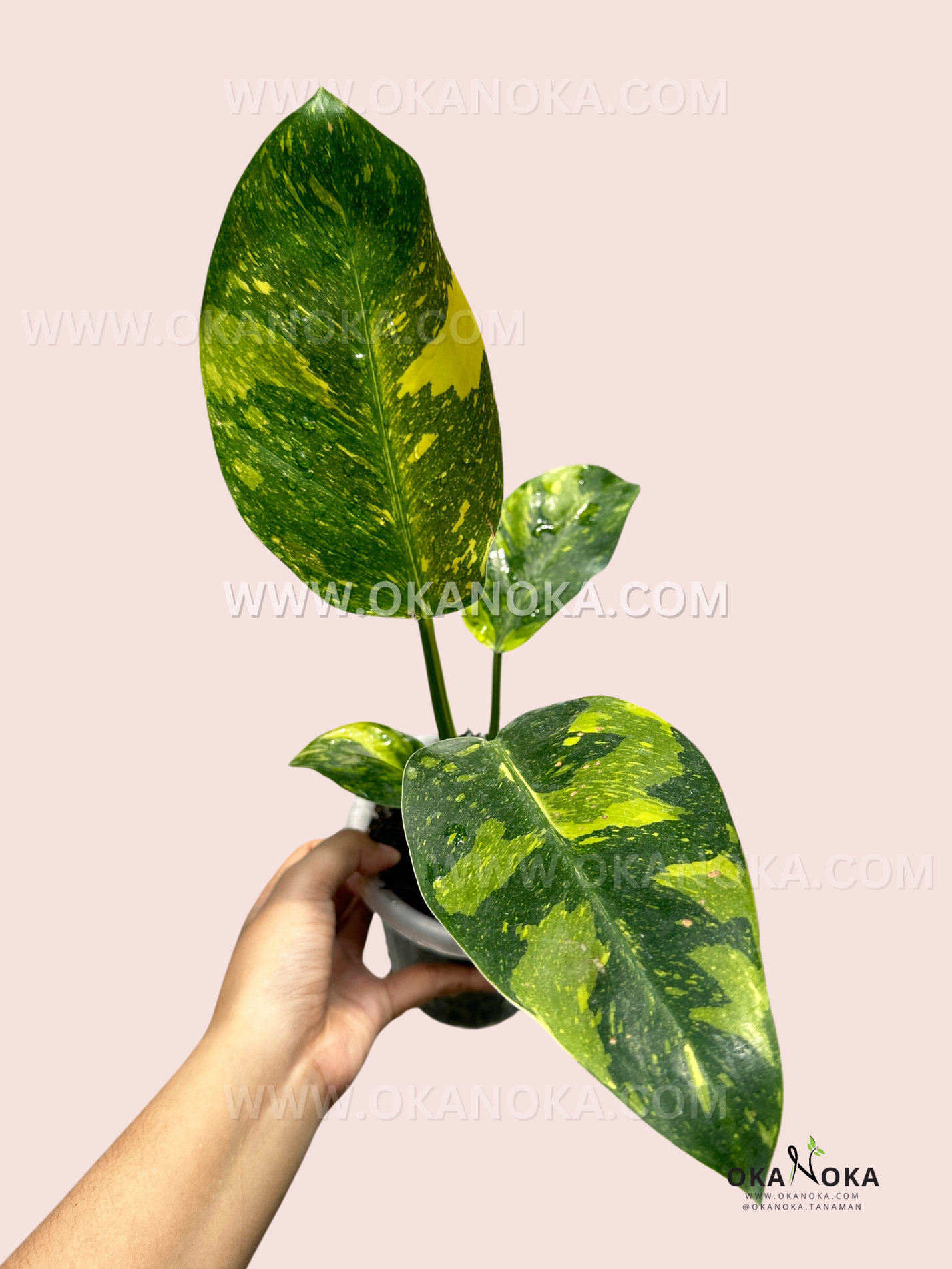 Philodendron Green Congo Nuclear Galaxy large size – Okanoka