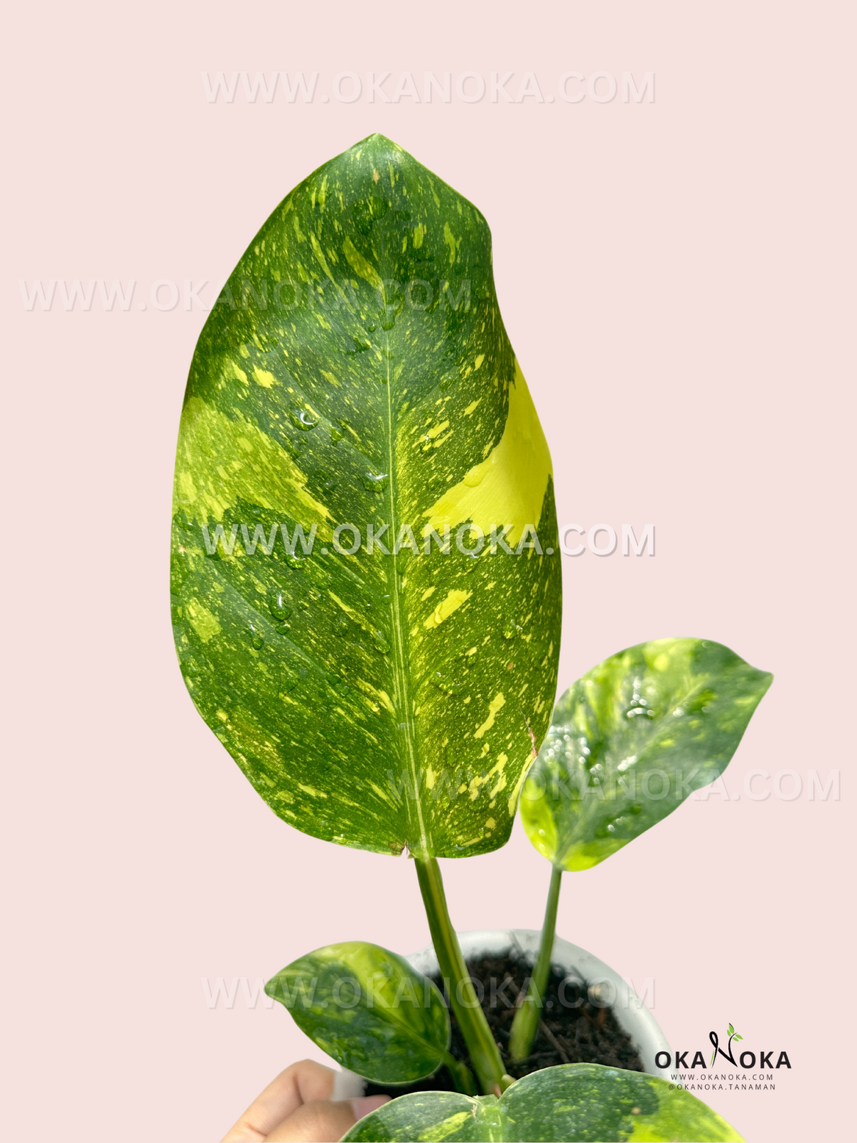 Philodendron Green Congo Nuclear Galaxy large size – Okanoka
