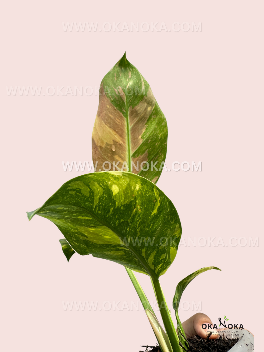Philodendron Green Congo Nuclear Galaxy large size – Okanoka
