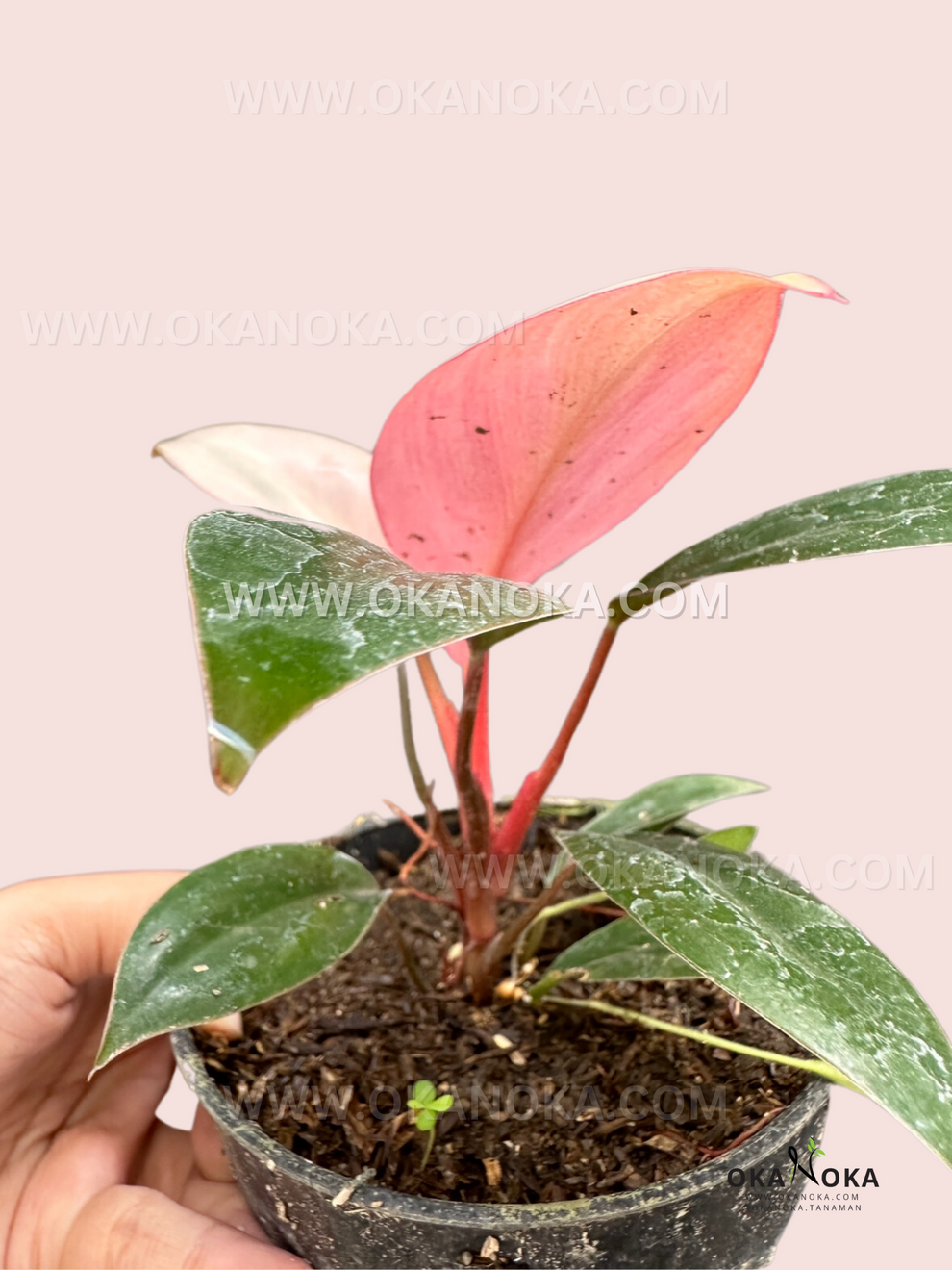 Philodendron Pink Congo – Okanoka