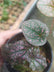 US Store - Piper sp Papua Pink Splash – Okanoka
