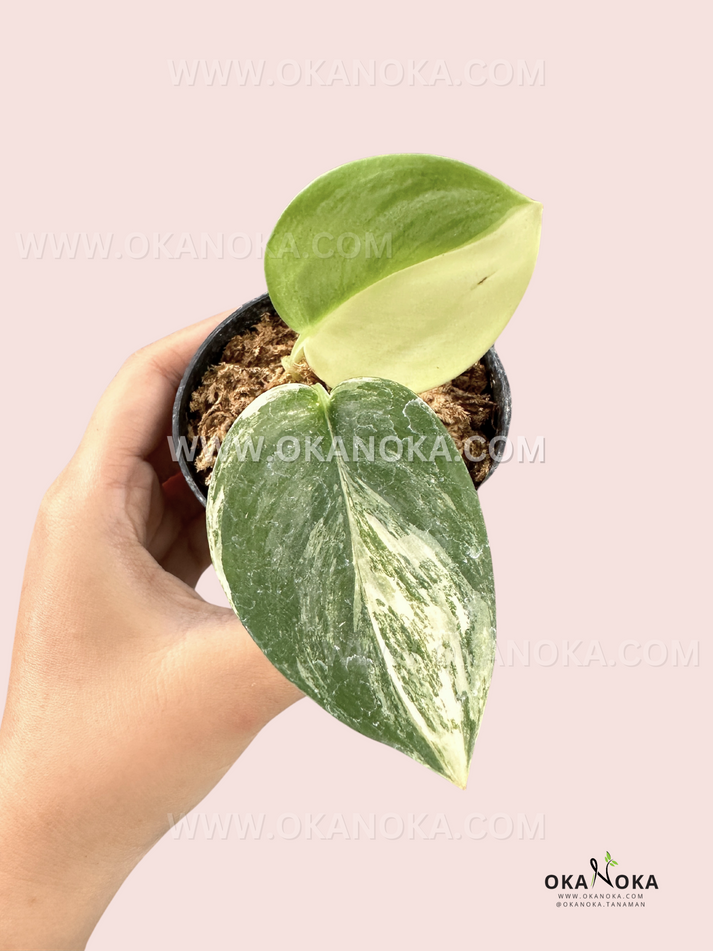 Scindapsus Rubicon – Okanoka