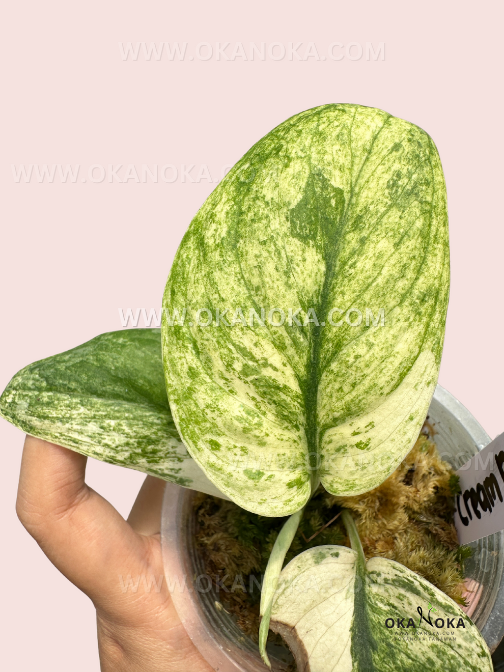 Scindapsus Cream Blue – Okanoka