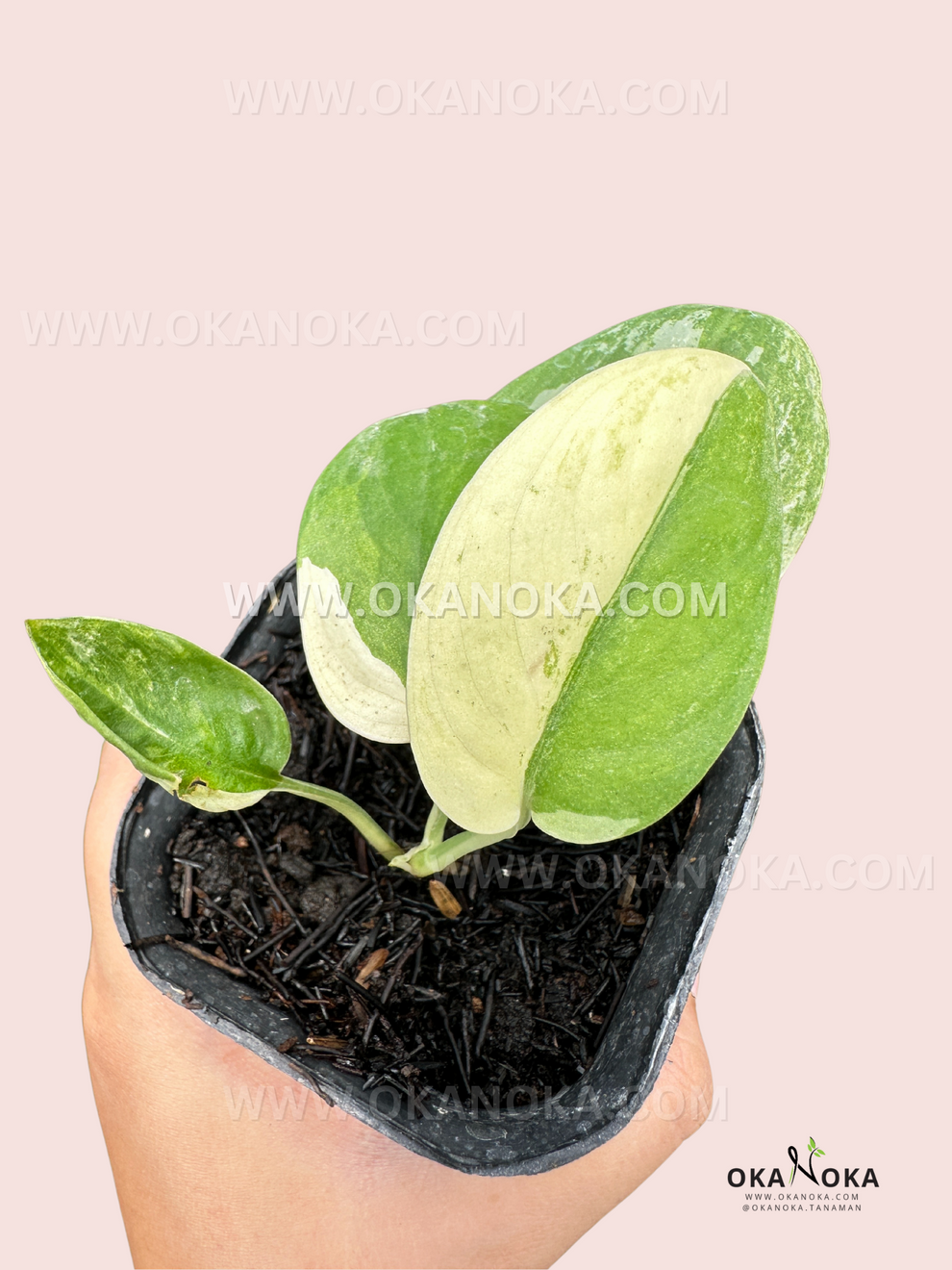 Scindapsus Jade Satin White Variegated – Okanoka