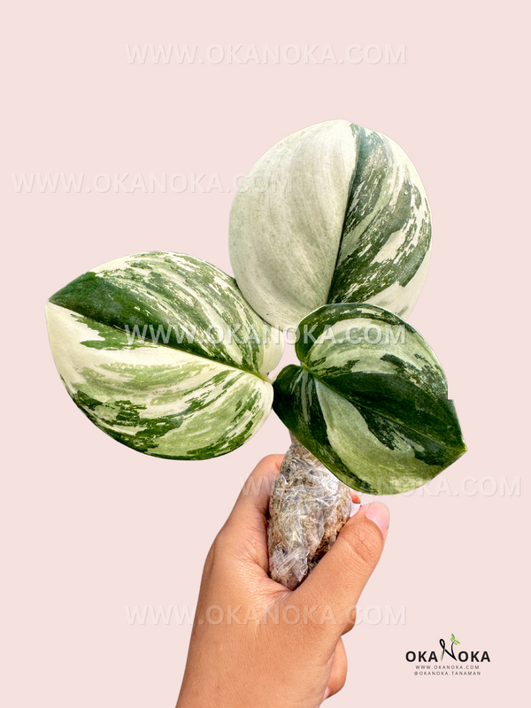 Scindapsus Rubicon – Okanoka