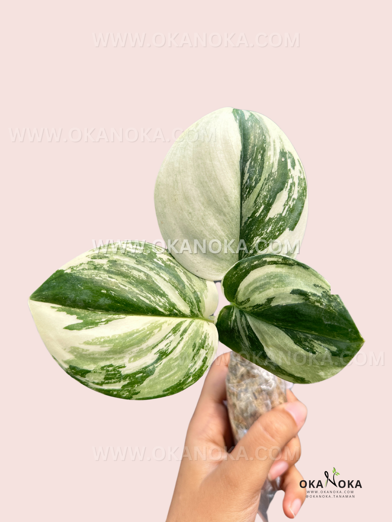 Scindapsus Rubicon – Okanoka