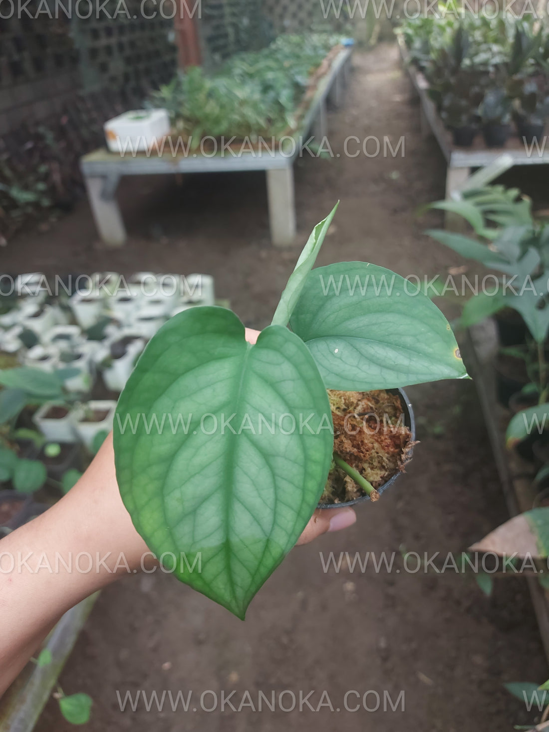 US Store - Scindapsus Lucens – Okanoka