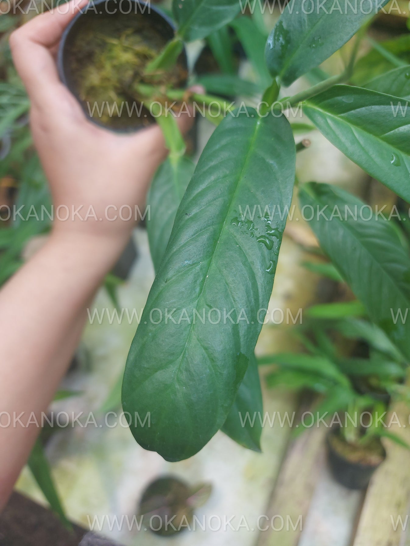 US Store - Rhaphidophora Angustata – Okanoka