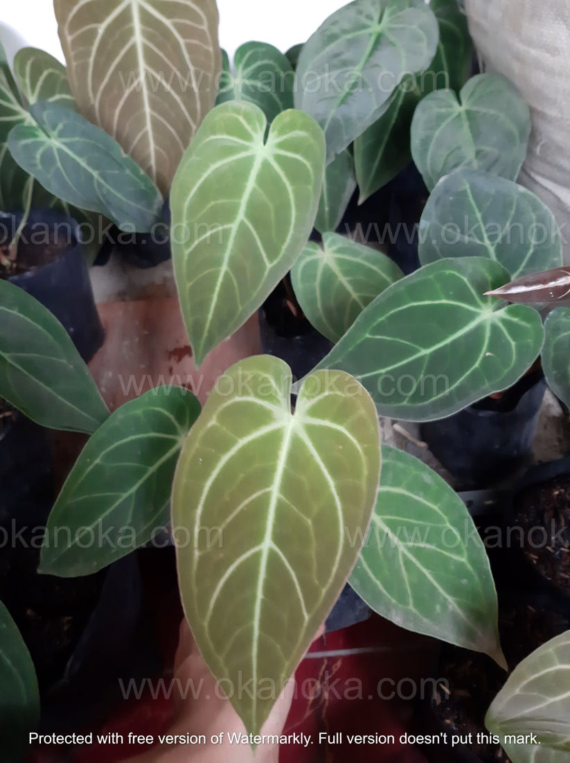 Anthurium Magnificum Hybrid Verde Small – Okanoka