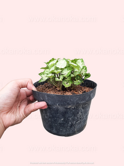 Syngonium Pixie Mini – Okanoka