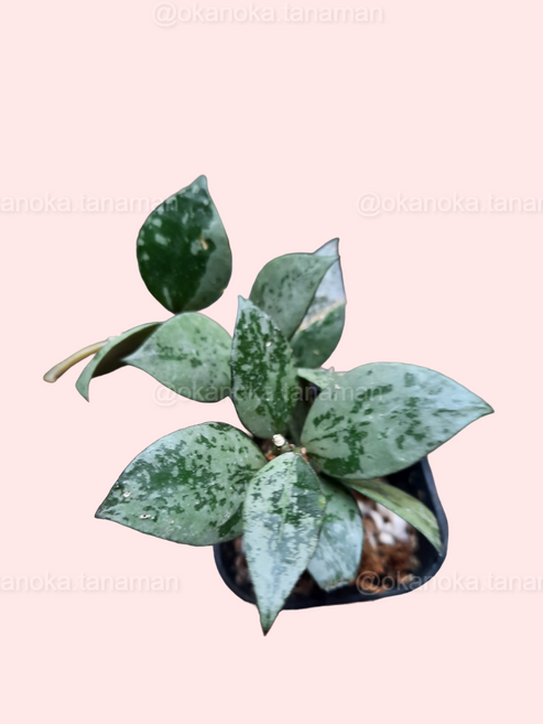 Hoya Lacunosa Eskimo Silver – Okanoka