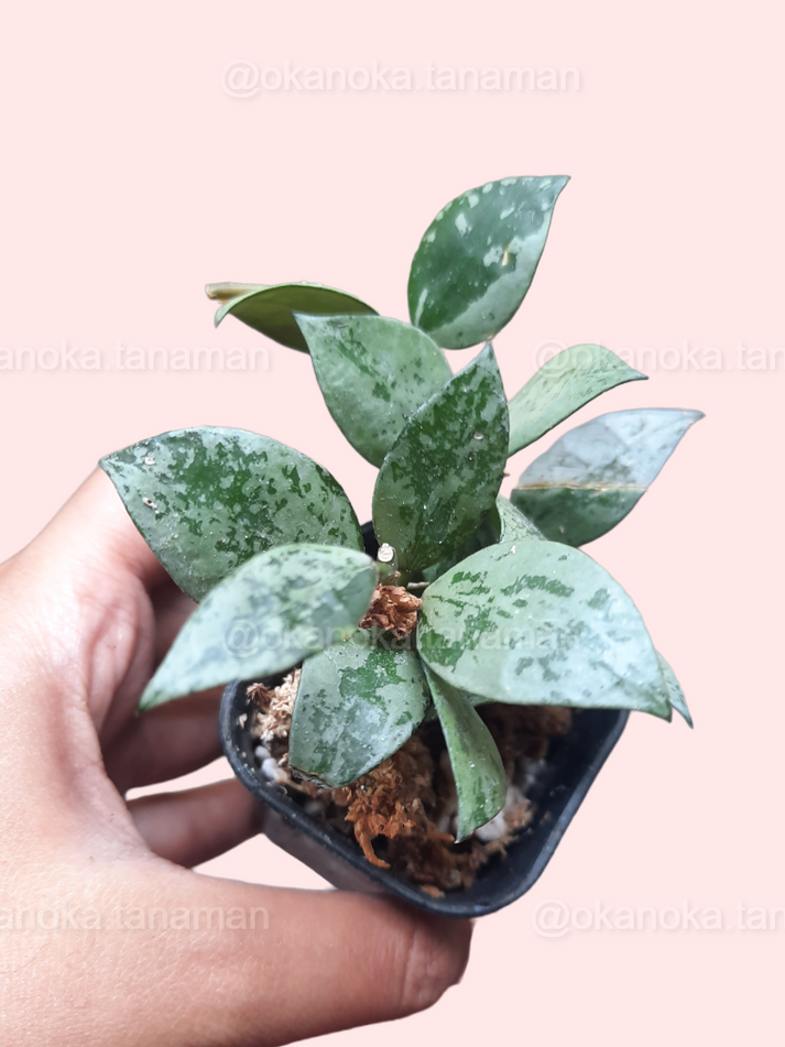 Hoya Lacunosa Eskimo Silver – Okanoka