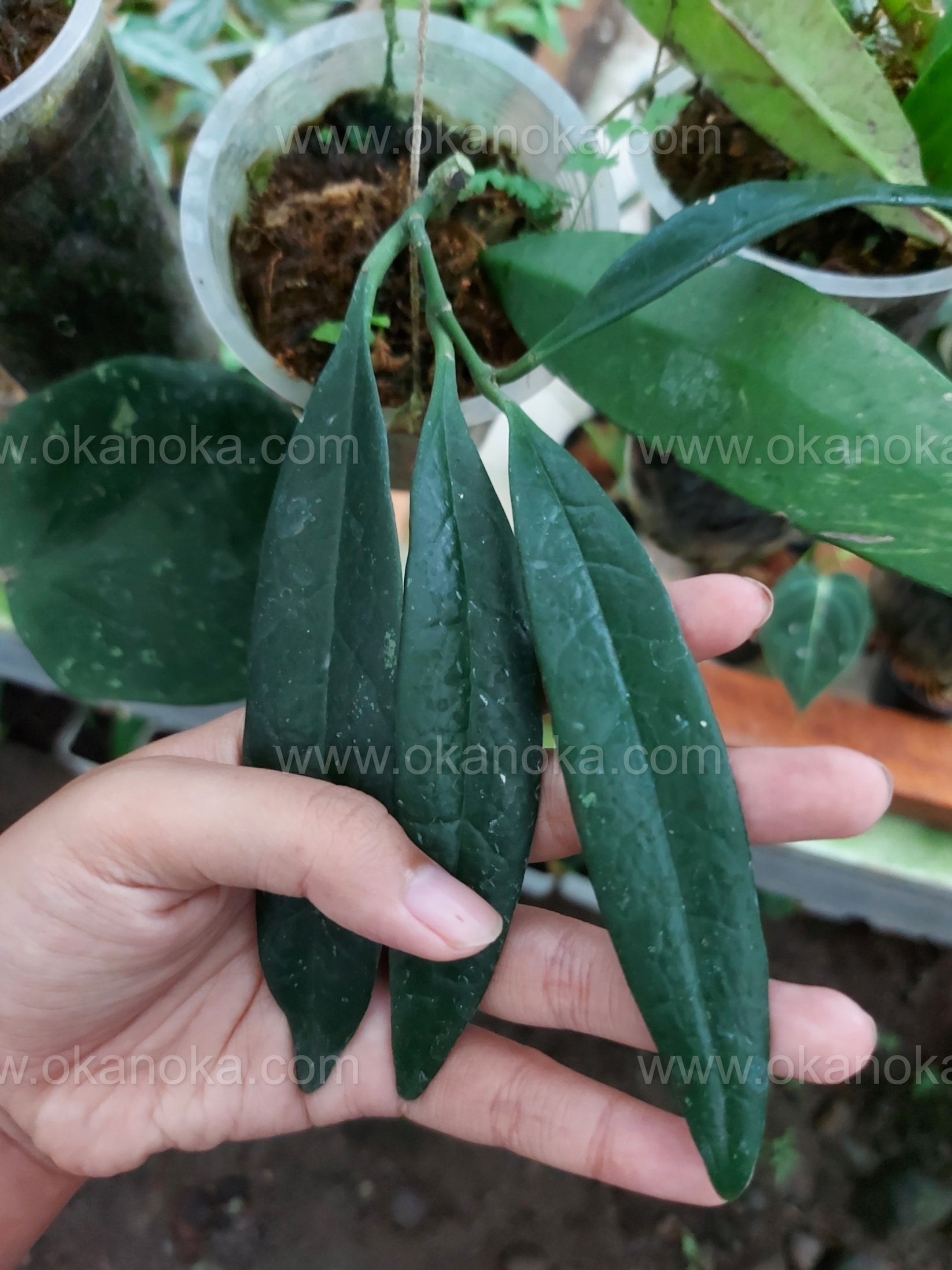 US Store - Hoya Sulawesiana Green – Okanoka