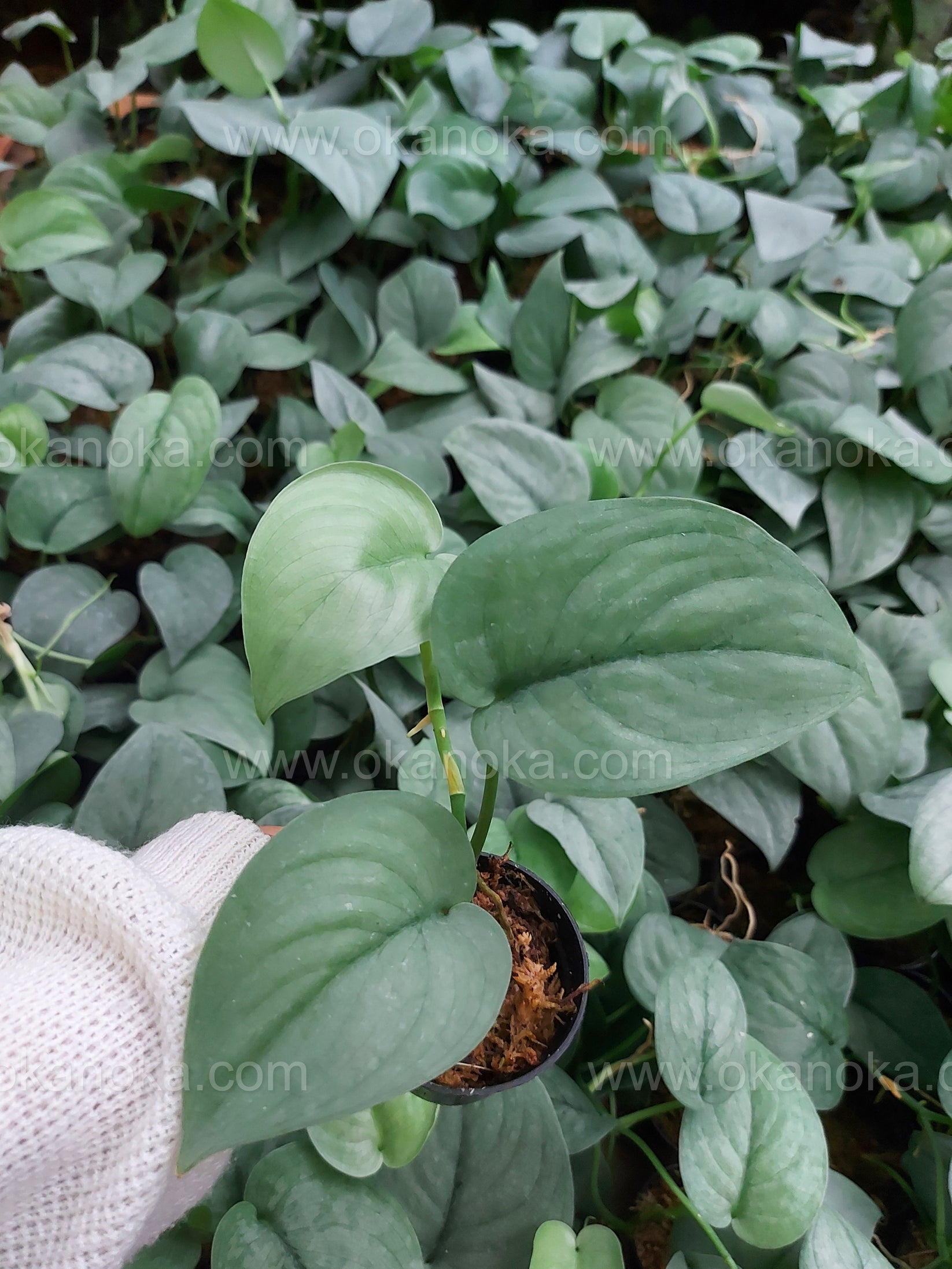 US Store - Scindapsus Silver Hero – Okanoka